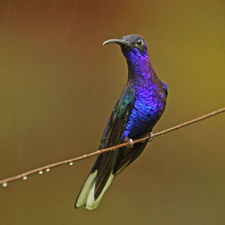 30 Purple Birds List (Species With Pictures & Facts)
