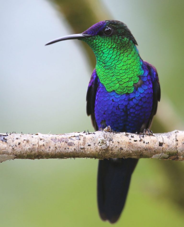 30 Purple Birds List (Species With Pictures & Facts)