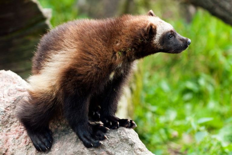 10 Most Dangerous Animals In Alaska That Are Deadly