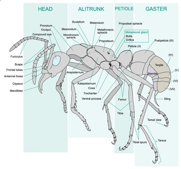 How Many Legs Do Ants Have? (Ants Body Structure)
