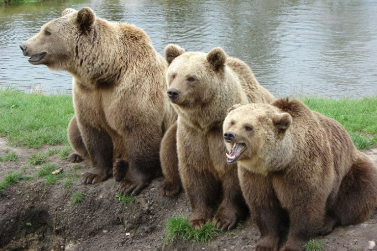 Bears: Facts, Characteristics, Behavior, Diet, More