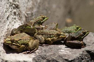 Frogs: Facts, Characteristics, Behavior, Diet, More