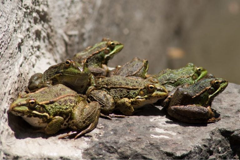 Animal Group Names: 110+ Collective Nouns For Animals