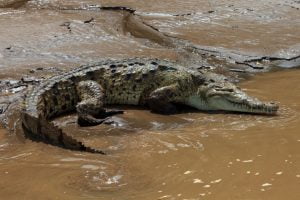 35 Sneaky Animals That Are Stealthy (With Pictures)