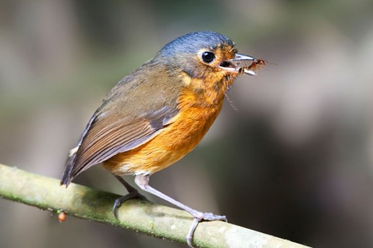 What Animals Eat Ants? (Top 25 Ant Predators)