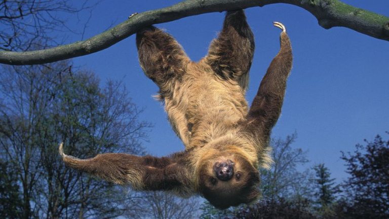 What Do Sloths Eat? A Look at Sloth Eating Habits and Diet