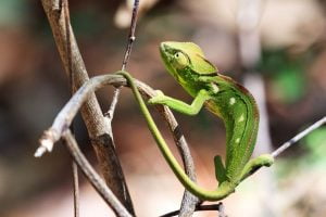 35 Sneaky Animals That Are Stealthy (With Pictures)