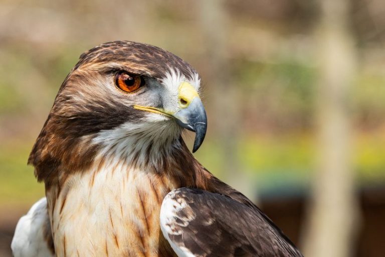 What Eats Eagles? (A Closer Look At Eagle Predators)