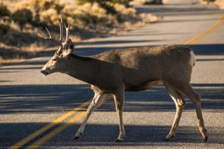 13 Most Dangerous Animals In The UK That Can Kill You
