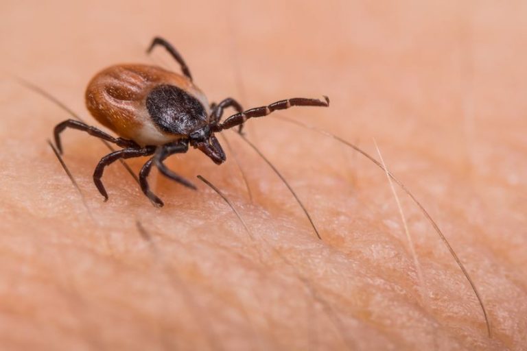Blood-Sucking Animals: 15 Vampire Animals That Suck Blood