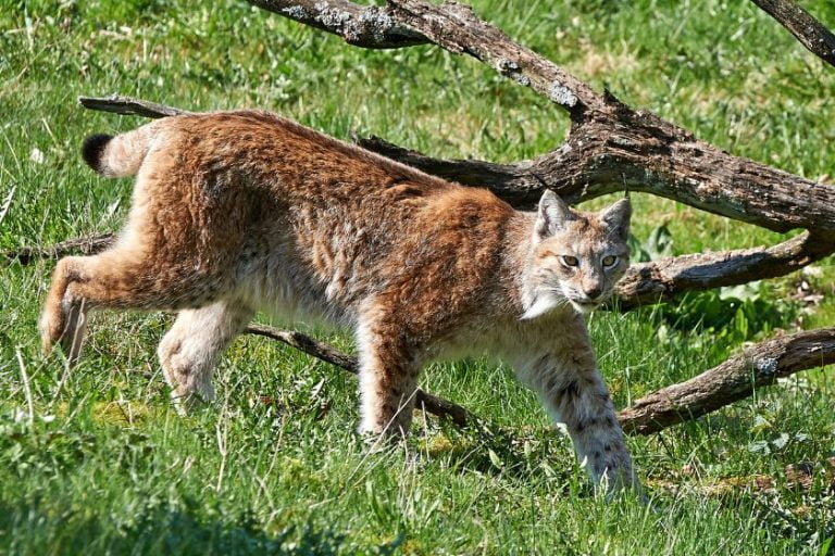 Wildlife In Europe - Discover Native Animals In Europe