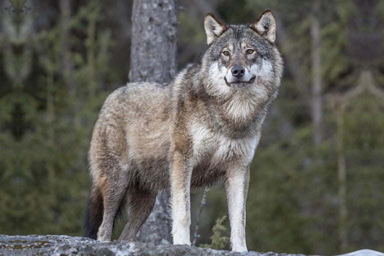 Man-Eaters: Top 15 Deadly Animals That Eat Humans