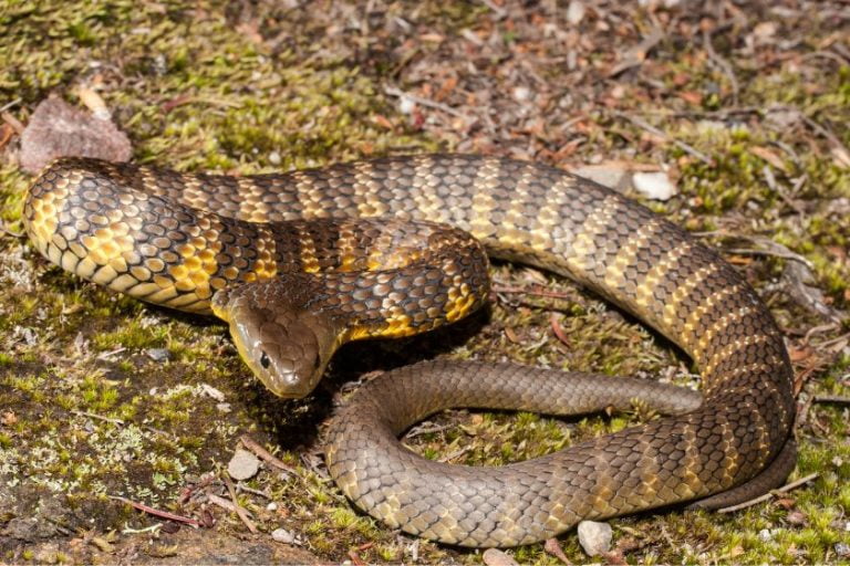 12 Most Dangerous Animals In Australia (Deadliest Species)