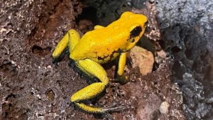 11 Most Dangerous Animals In Brazil (Some Are Deadly)