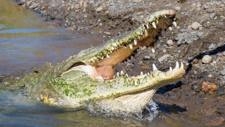 12 Most Dangerous Animals In Belize That Can Kill You