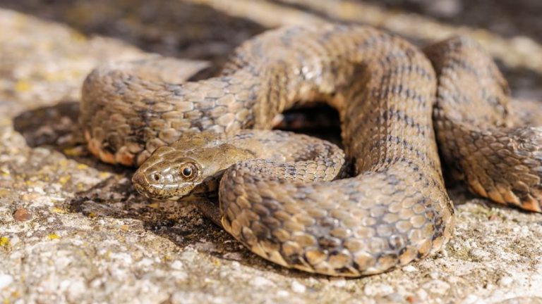 10 Most Dangerous Animals In Germany (Some Are Deadly)
