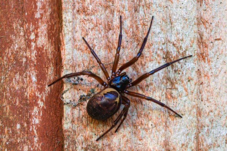 13 Most Dangerous Animals In The UK That Can Kill You