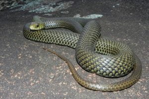 12 Most Dangerous Animals In Patagonia (Some Deadly)