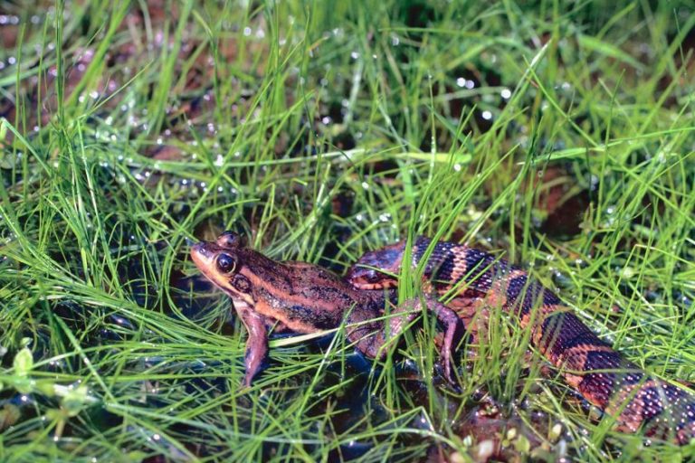 Do Snakes Come Out In The Rain? (Where Do They Go?)