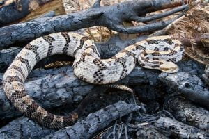 Do Snakes Have Legs? The Untold Truth About Snake Legs