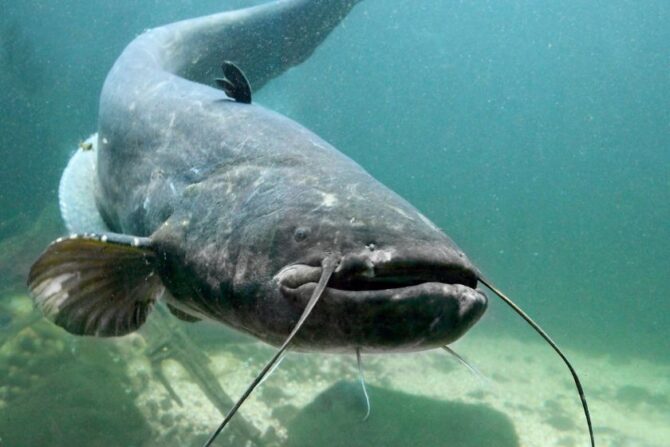 10 Most Dangerous Animals In Russia That Can Kill You