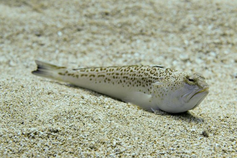 13 Most Dangerous Animals In Italy (Poisonous & Deadly)