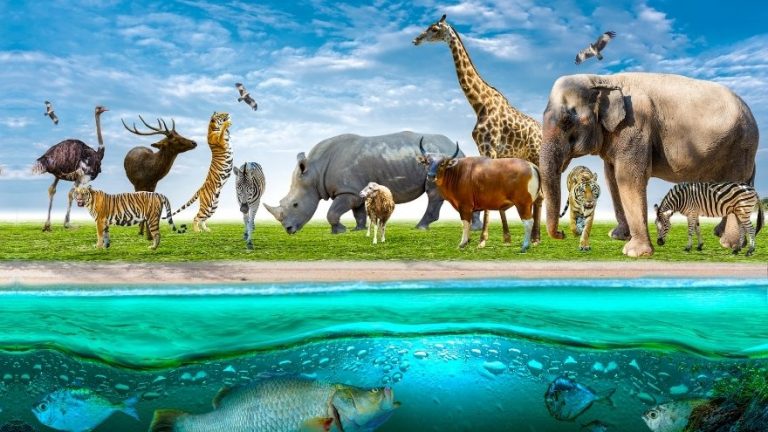 Animal Kingdom Classification (Animalia) - Complete Guide