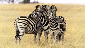 40 Animals With Stripes (List With Pictures & Facts)
