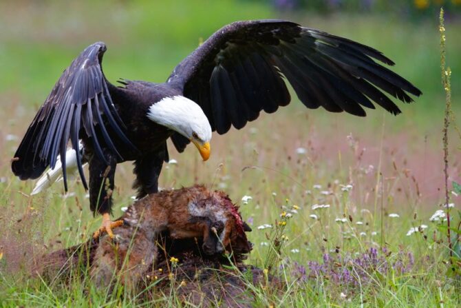 How Much Weight Can An Eagle Carry? (Lifting Capacity)