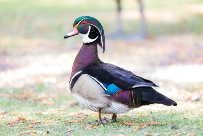 30 Beautiful Birds With Mohawks (With Pictures & Facts)