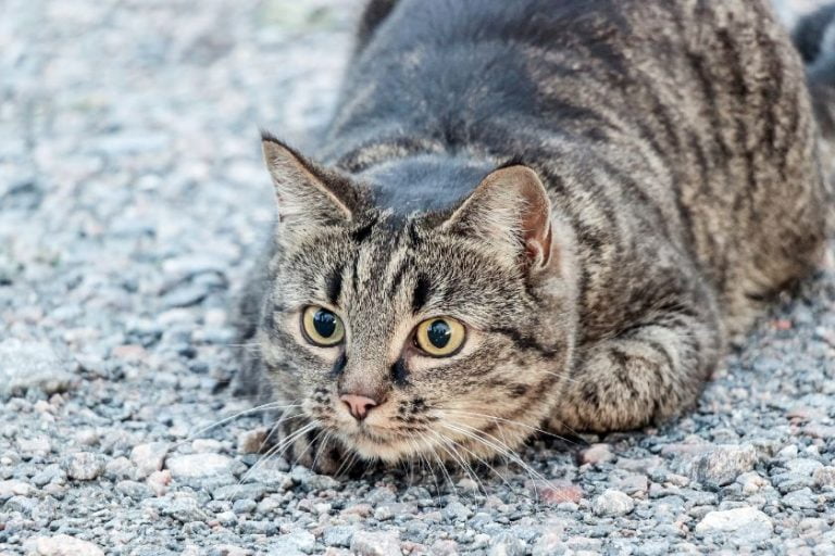 35 Sneaky Animals That Are Stealthy (With Pictures)