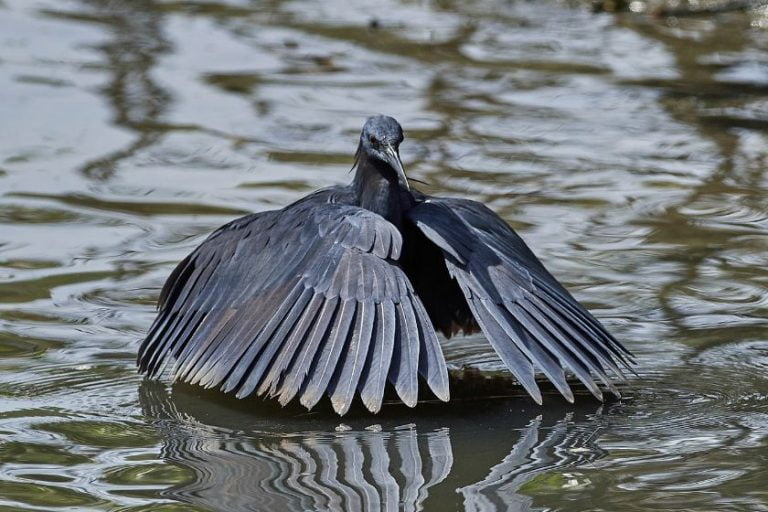 35 Sneaky Animals That Are Stealthy (With Pictures)