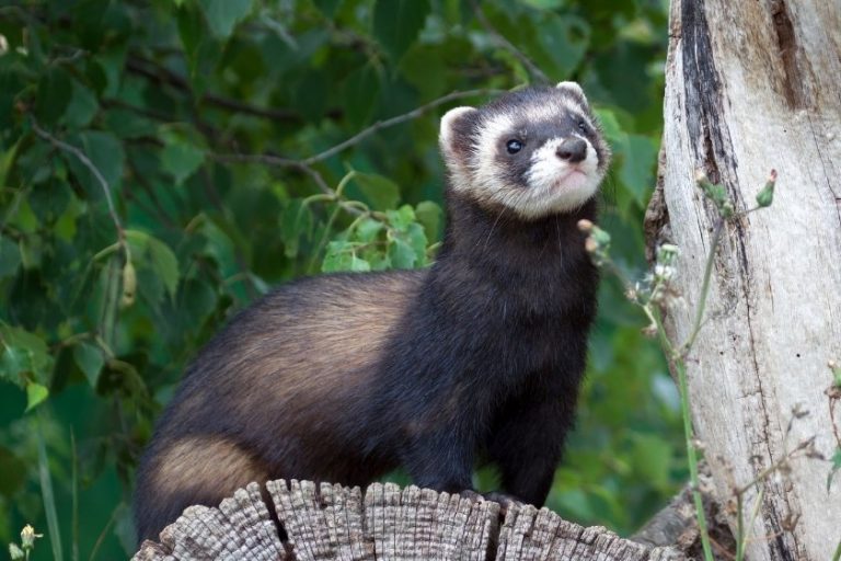 40 Animals With Stripes (List With Pictures & Facts)