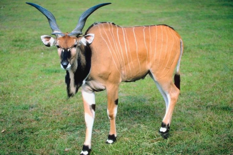 40 Animals With Stripes (List With Pictures & Facts)