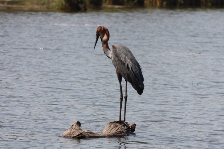 35 Sneaky Animals That Are Stealthy (With Pictures)