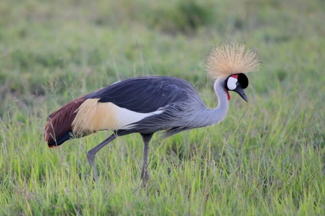 30 Beautiful Birds With Mohawks (With Pictures & Facts)