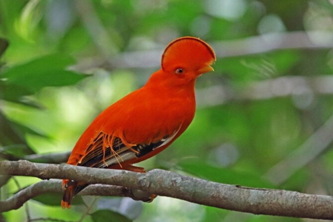 30 Beautiful Birds With Mohawks (With Pictures & Facts)