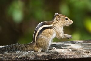 40 Animals With Stripes (List With Pictures & Facts)