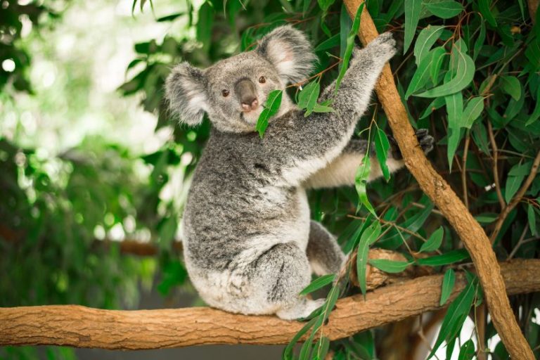 Wildlife In Oceania - Discover Amazing Animals In Oceania