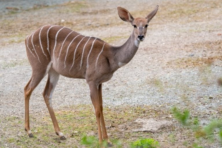40 Animals With Stripes (List With Pictures & Facts)