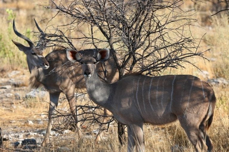 40 Animals With Stripes (List With Pictures & Facts)