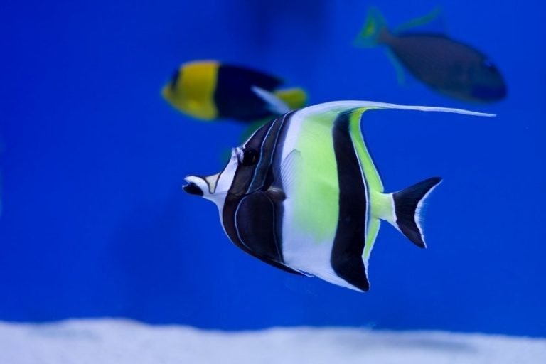 40 Animals With Stripes (List With Pictures & Facts)