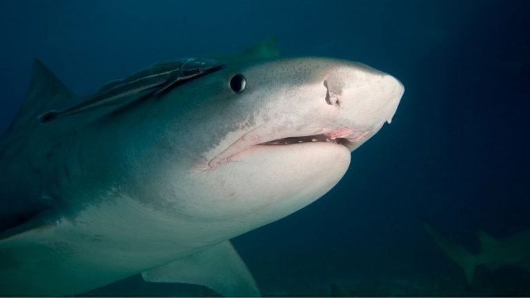 10 Most Dangerous Animals In The Maldives (Some Deadly)