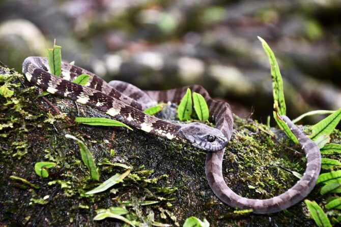 Are There Real Purple Snakes? 10 Species With Pictures
