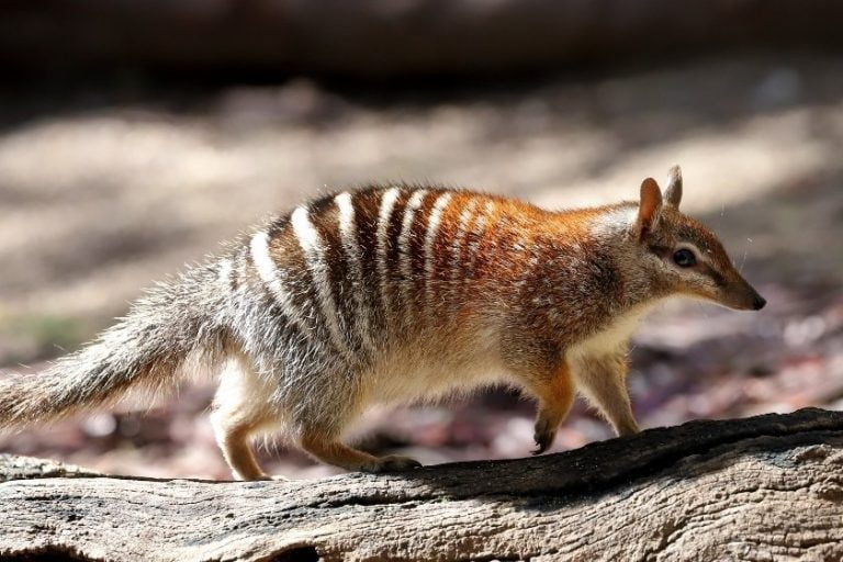 40 Animals With Stripes (List With Pictures & Facts)