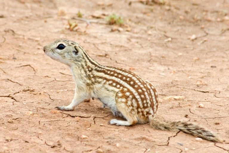 40 Animals With Stripes (List With Pictures & Facts)