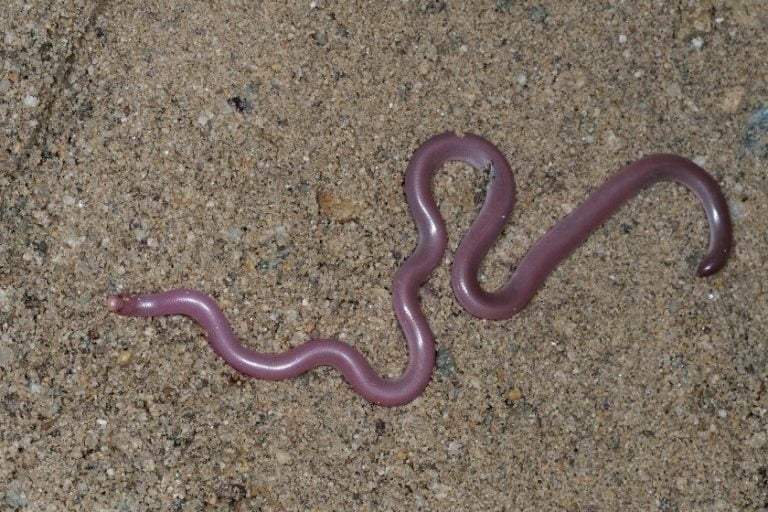 Are There Real Purple Snakes? 10 Species With Pictures