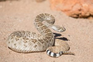 35 Sneaky Animals That Are Stealthy (With Pictures)