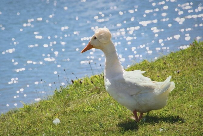 30 Beautiful Birds With Mohawks (With Pictures & Facts)