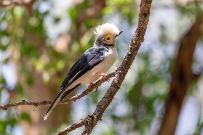 30 Beautiful Birds With Mohawks (With Pictures & Facts)